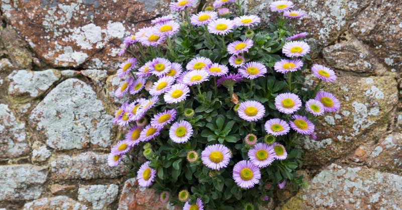 Pavement-Friendly Plants - Bennett Paving